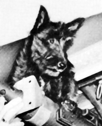Stuka the Mascot – Memphis Belle